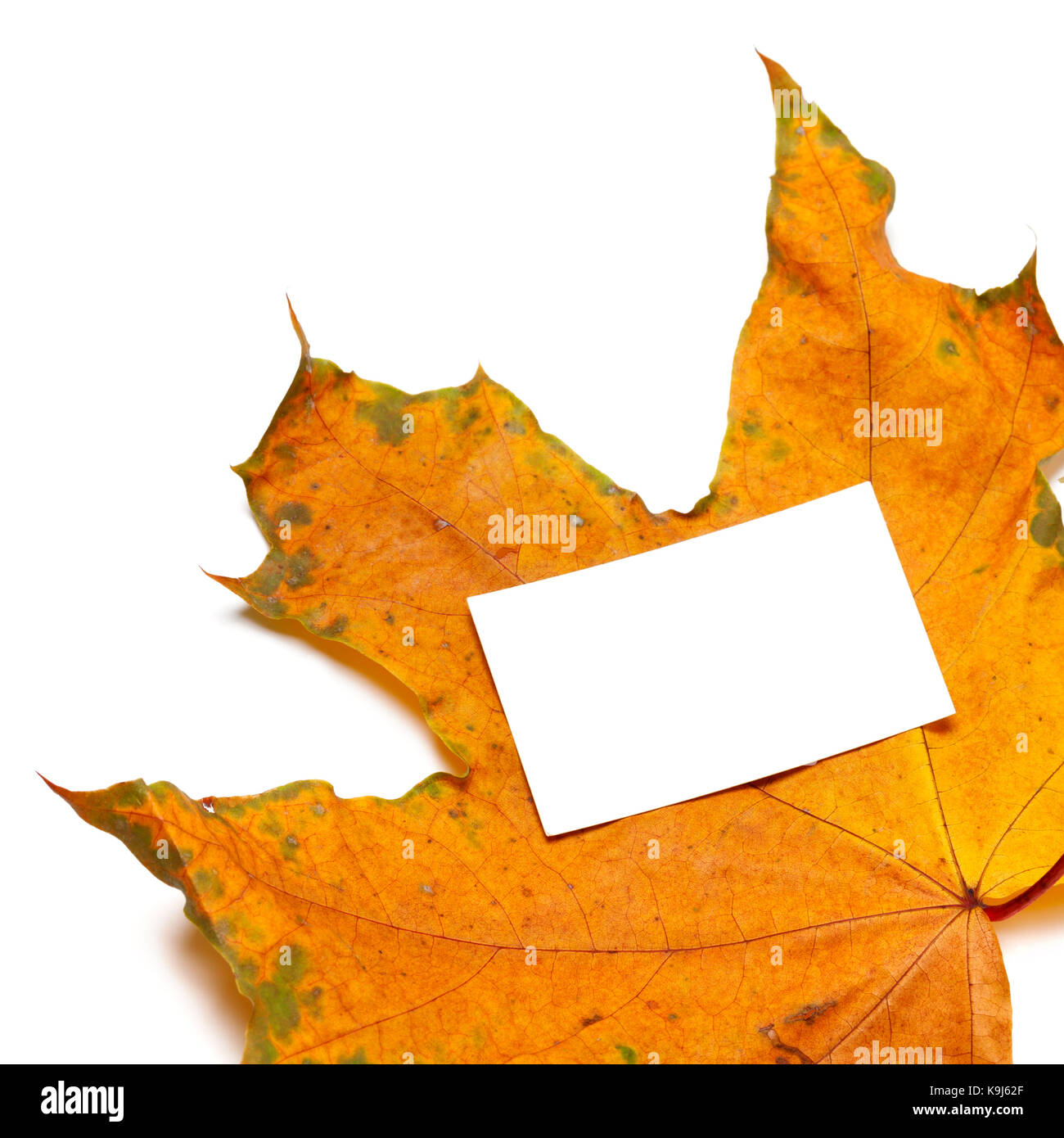 Autumn dried maple-leaf with white empty card. Isolated on white ...