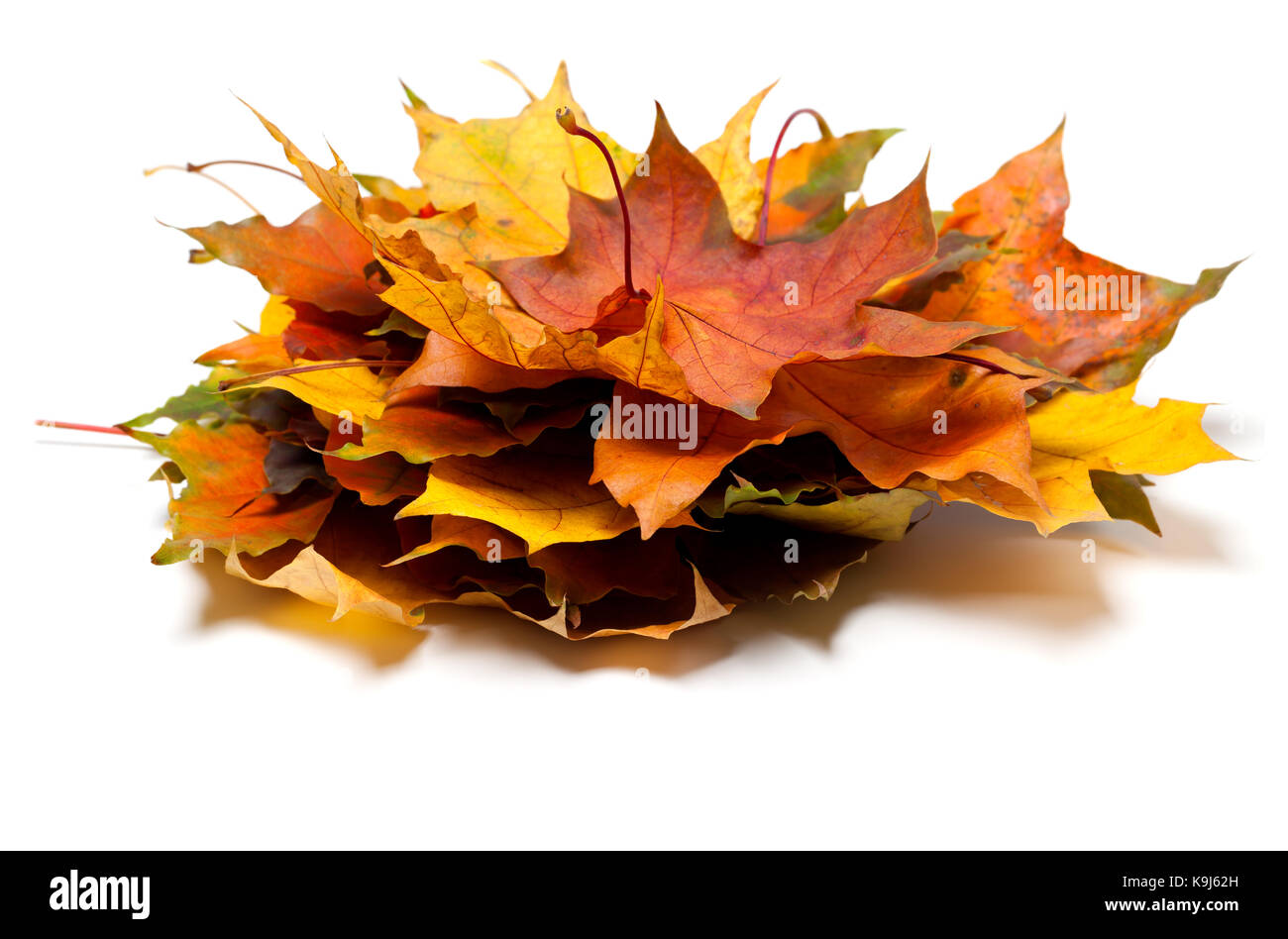 Heap of autumn maple leaves. Isolated on white background Stock Photo ...