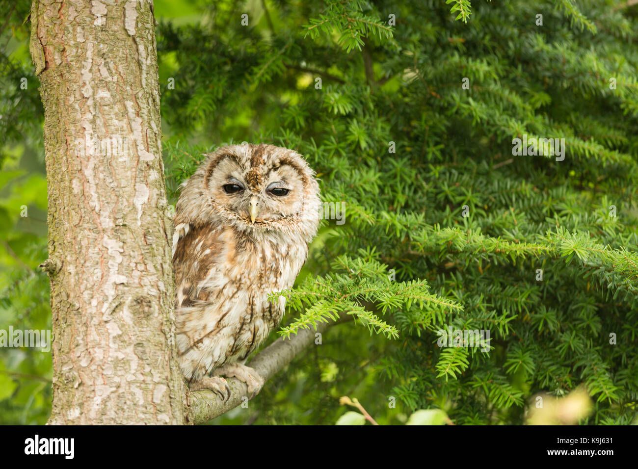 Tawny owl in a tree Stock Photo - Alamy
