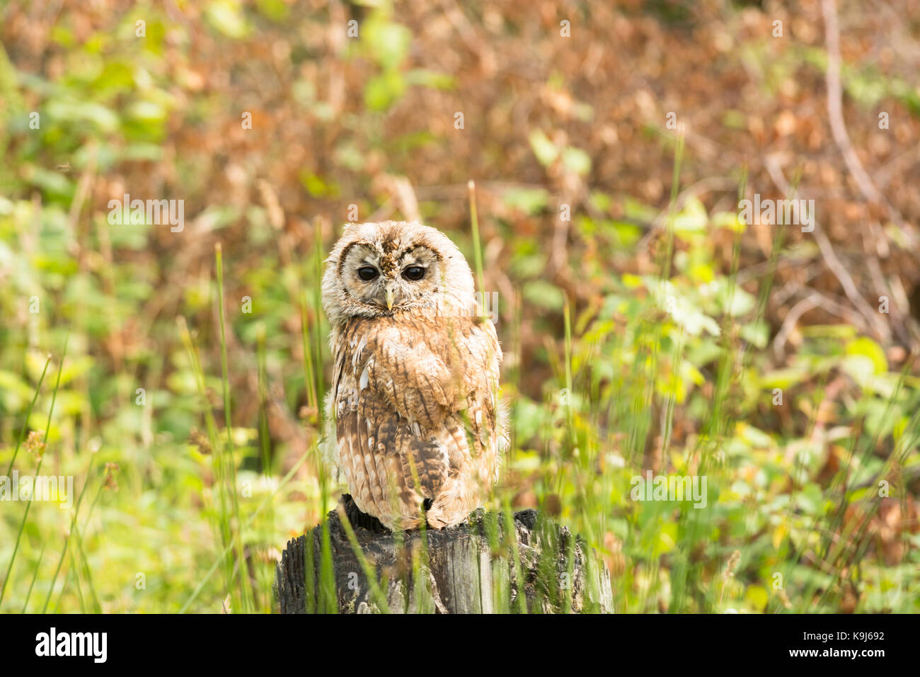 Tawny owl on a tree stump Stock Photo - Alamy