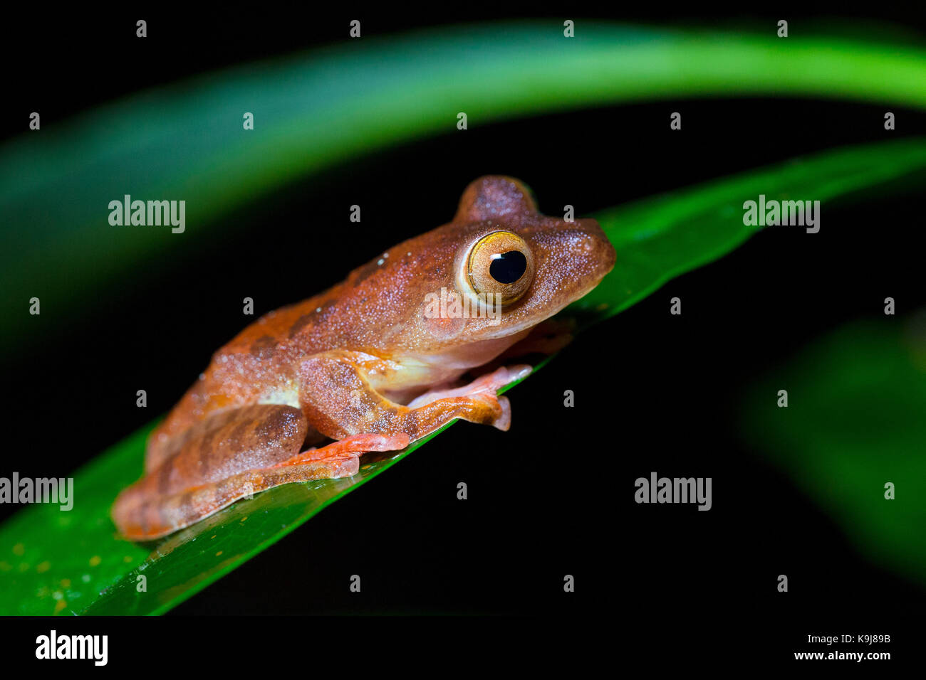 Harlequin Tree Frog (Rhacophorus pardalis), Kubah National Park ...