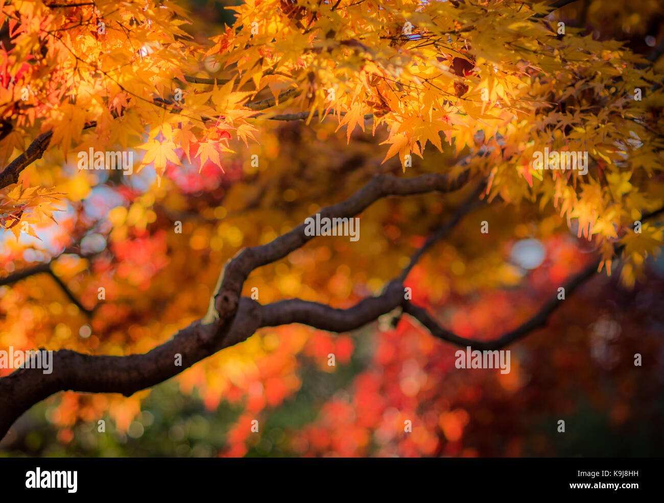 multi color trees in the autunm forest Stock Photo - Alamy
