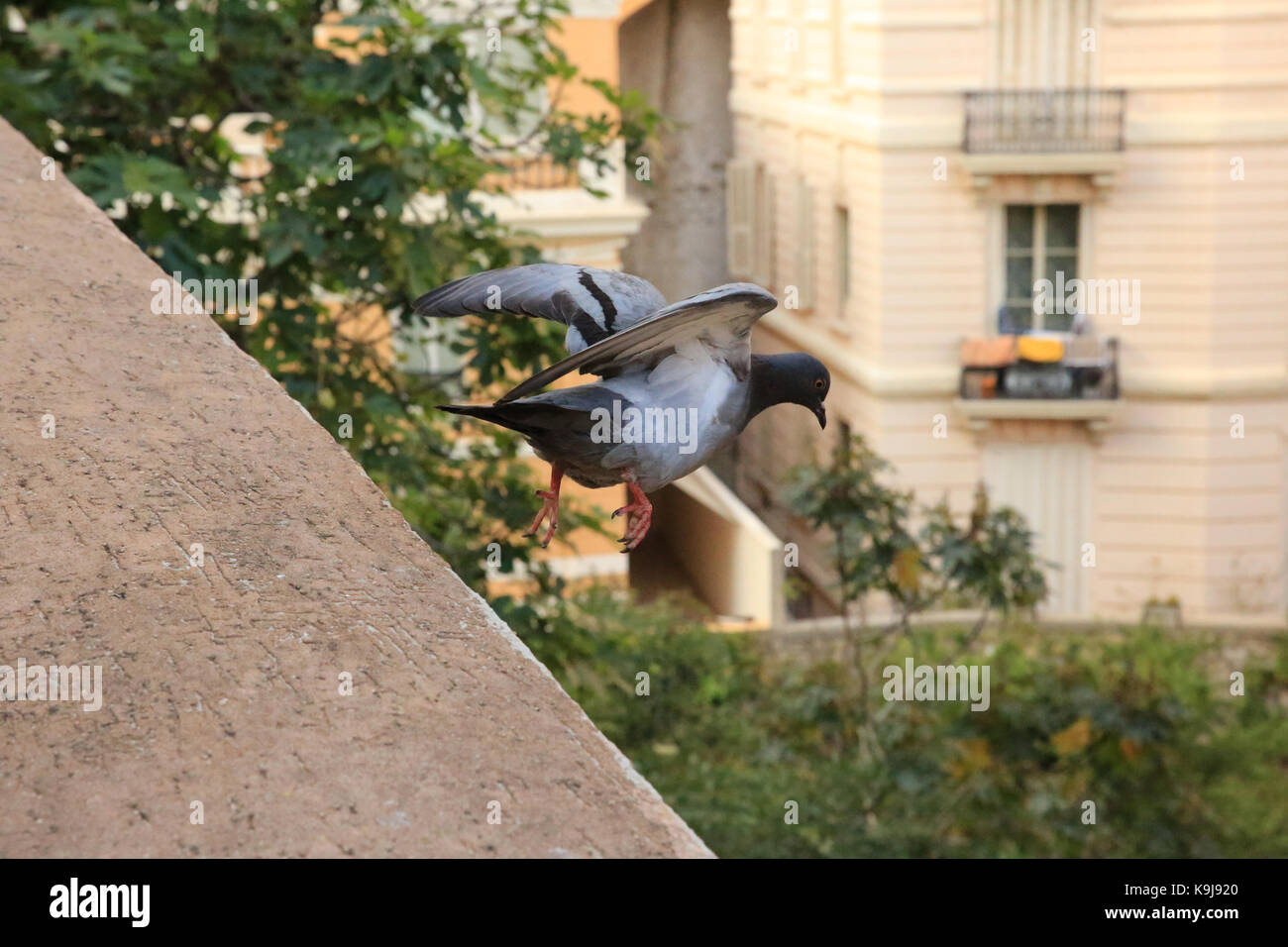 Flying Pigeon Bird in Action in Monaco Stock Photo - Alamy