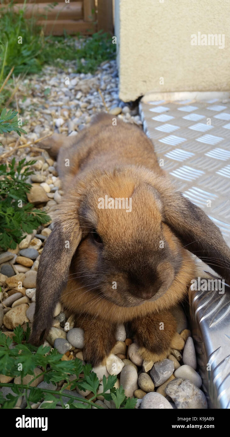 Cute Brown Rabbit in the garden, France Stock Photo - Alamy