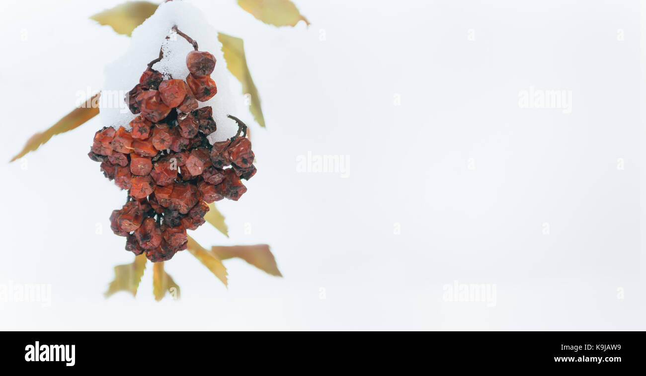 rowanberry branch on white Stock Photo - Alamy