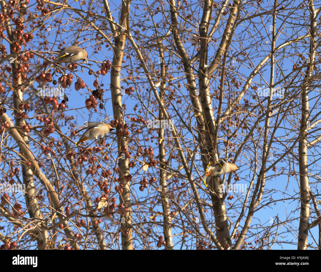 Flying waxwing hi-res stock photography and images - Alamy