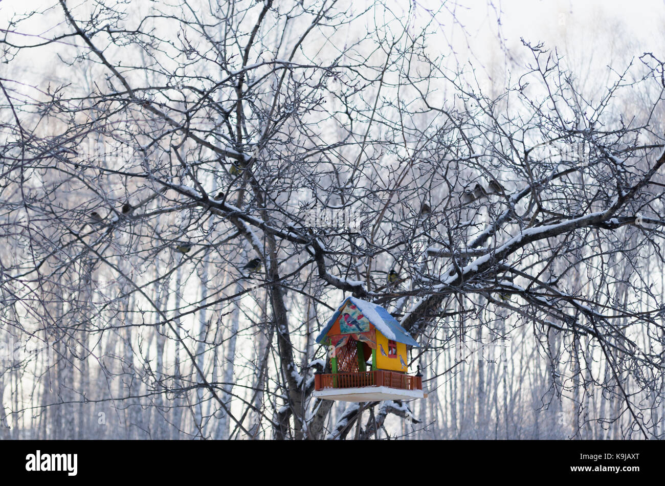 Colorful bird feeder hi-res stock photography and images - Alamy