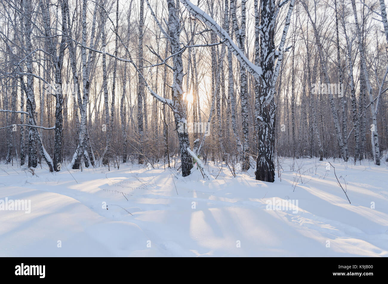 White birch forest hi-res stock photography and images - Alamy