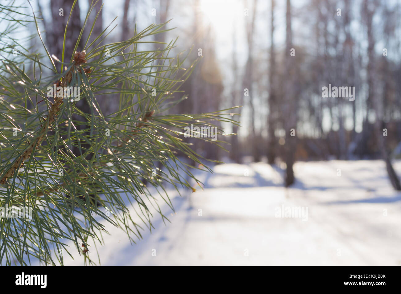 pine tree branch in winter Stock Photo - Alamy