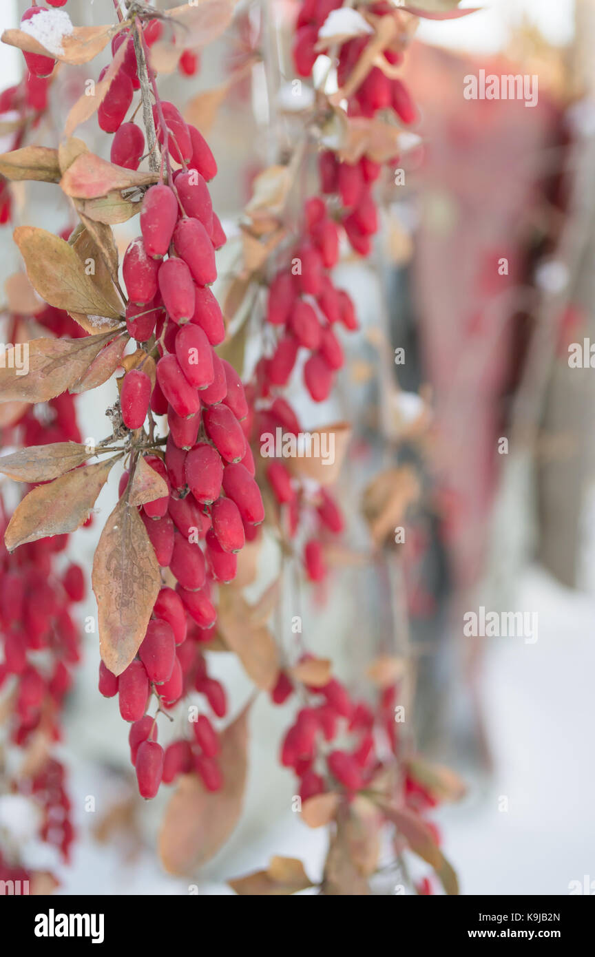 Barberry branches vertical hi-res stock photography and images - Alamy