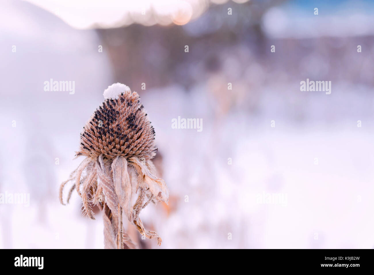 withered flower left Stock Photo - Alamy