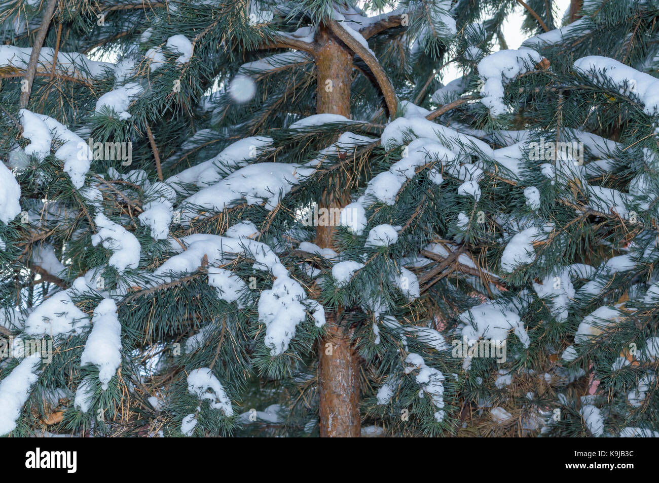 spruce tree close up Stock Photo - Alamy