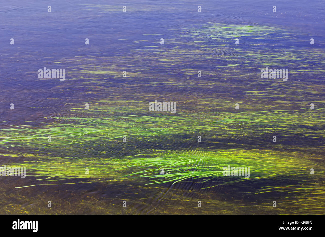 Marine algae bright green hi-res stock photography and images - Alamy