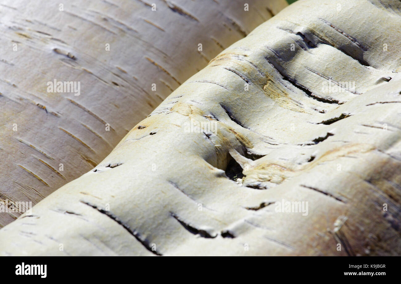 Curved tree bark hi-res stock photography and images - Alamy