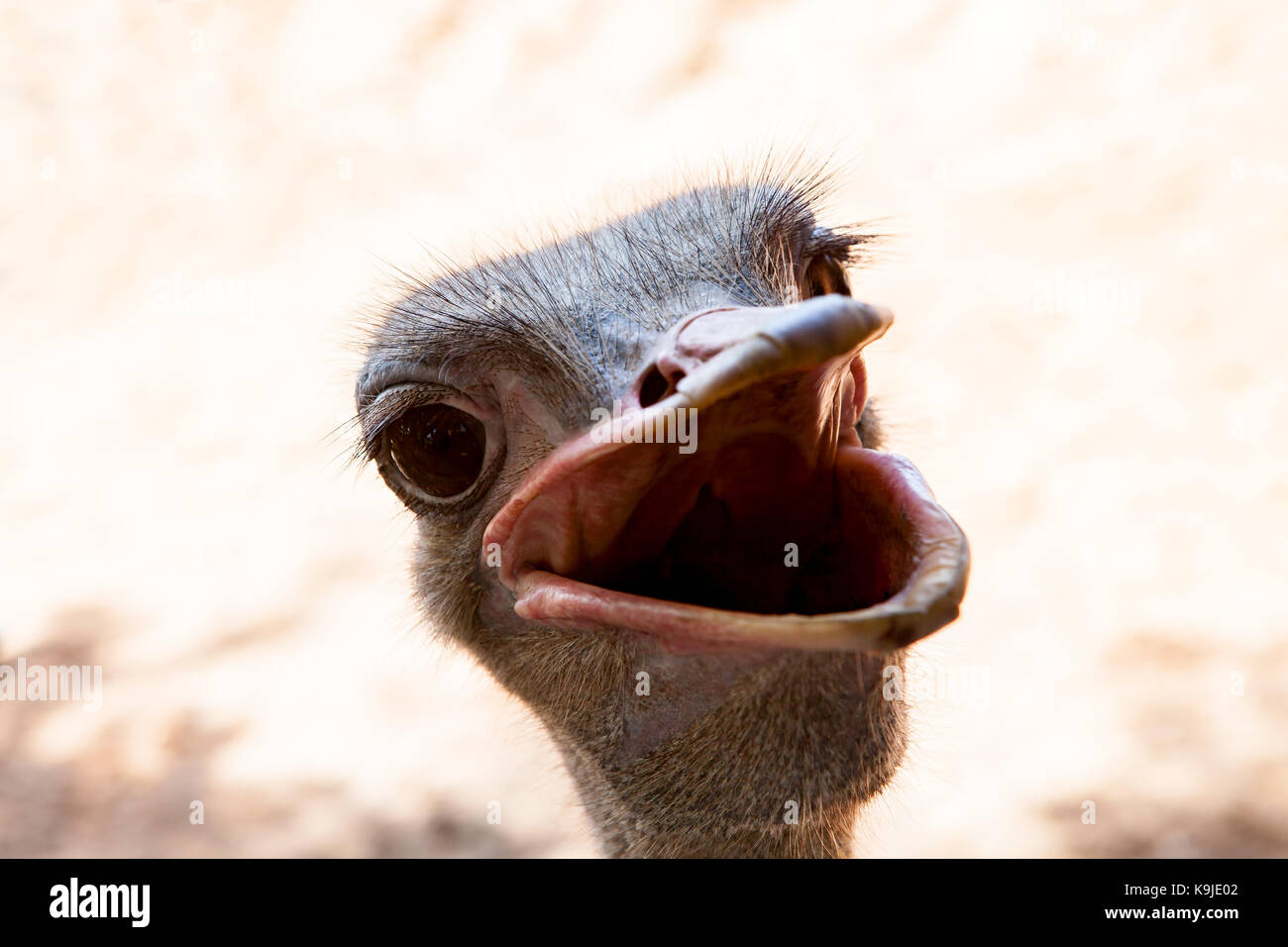 Funny Ostrich Face