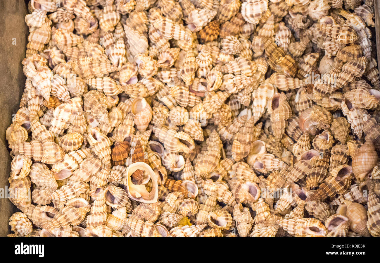 Same type of sea shells collected for decorative purposes Stock Photo ...