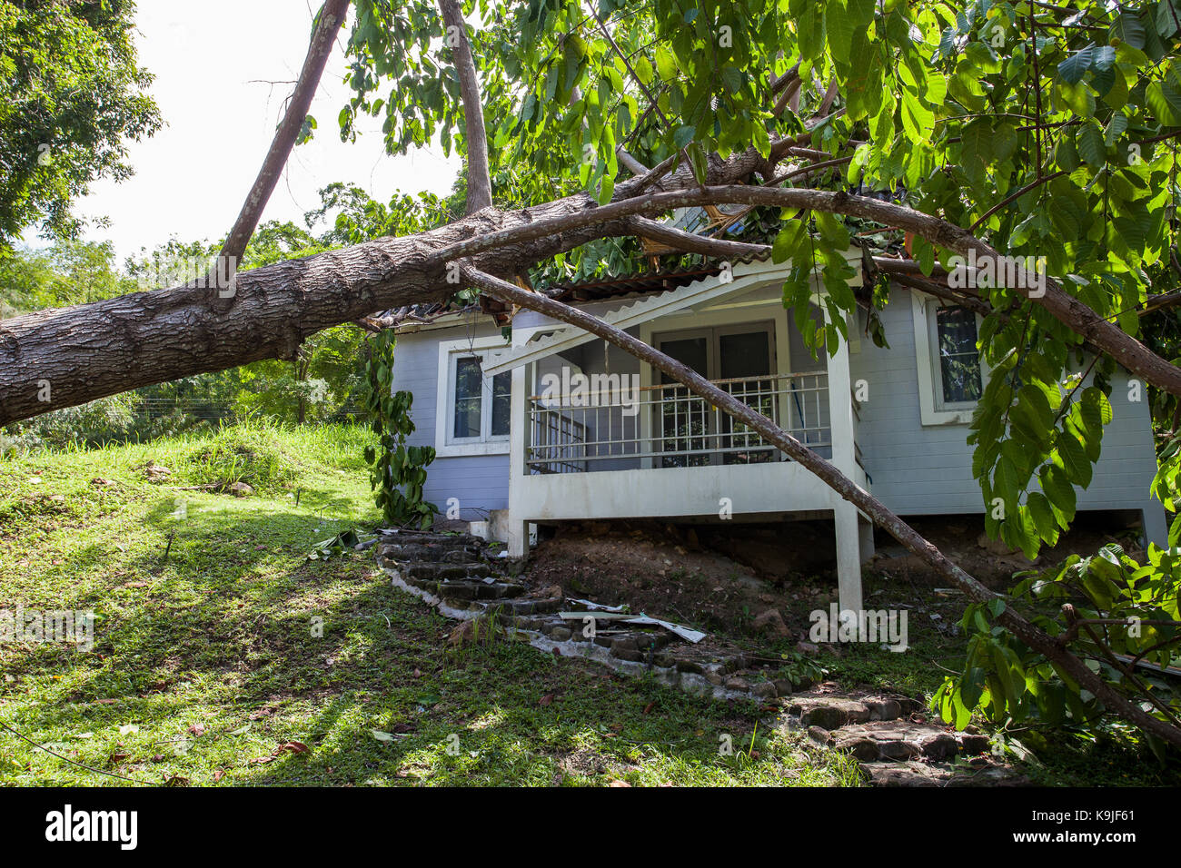 Tree and root damage house hi-res stock photography and images - Alamy