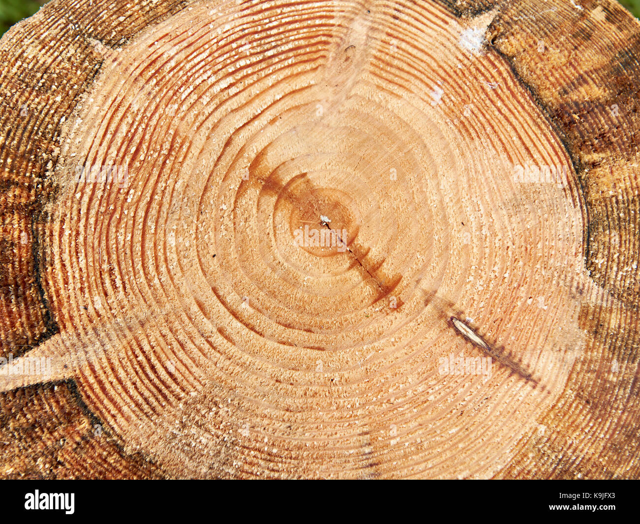 Cutting a tree trunk closeup as a background Stock Photo - Alamy