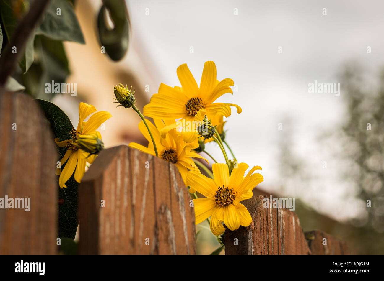 Taking a peek Stock Photo - Alamy