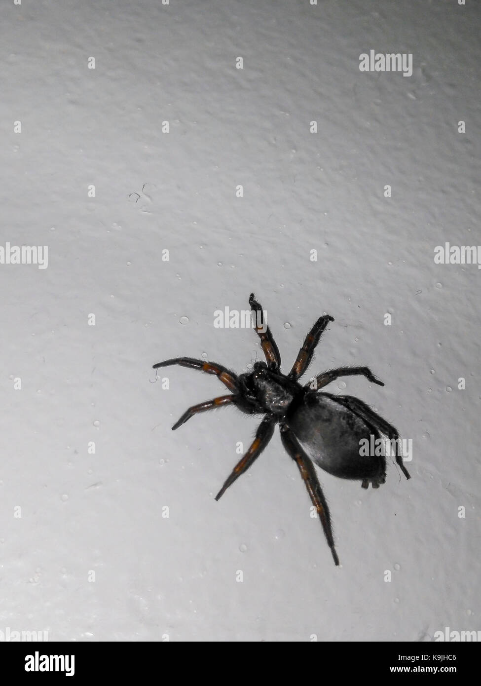 Spider crawling hi-res stock photography and images - Alamy