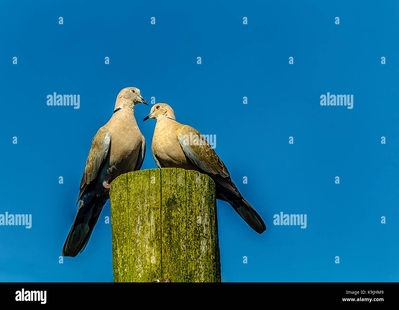 Pole together hi-res stock photography and images - Alamy
