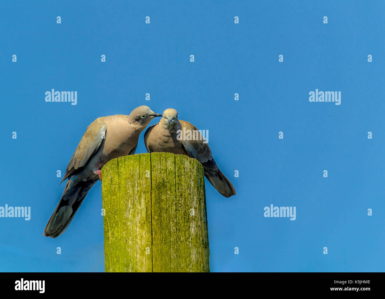 Ring doves on a pole., loving, together Stock Photo - Alamy