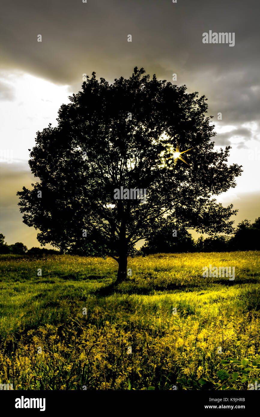 Sun bursting through a tree on a cloudy evening Stock Photo - Alamy