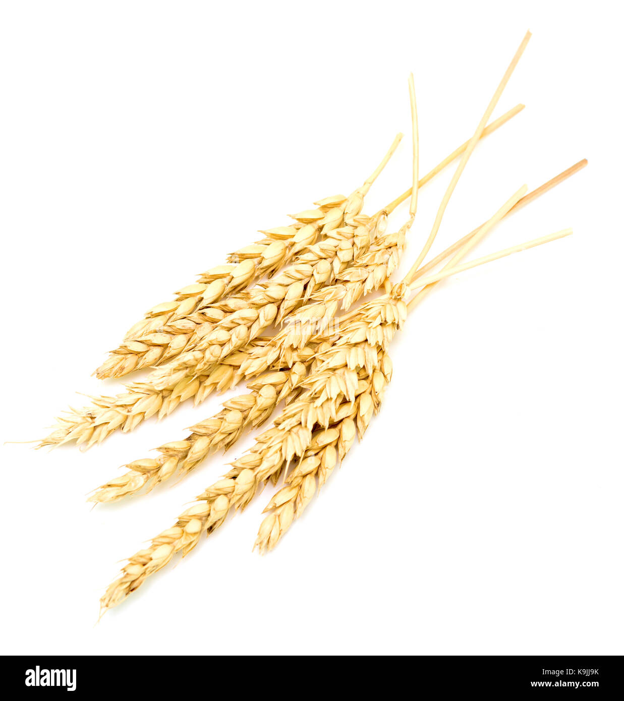 wheat isolated on white background Stock Photo - Alamy