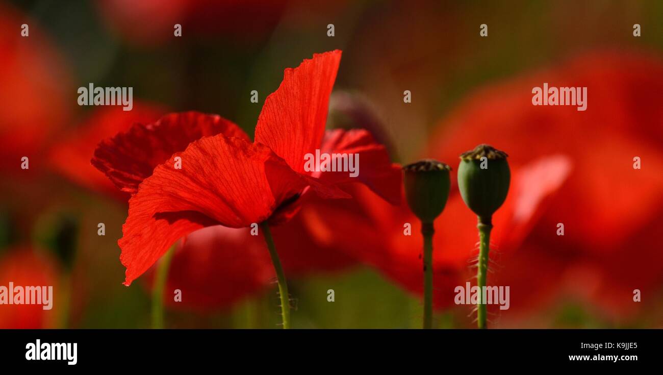 Beautiful red poppy of intense color Stock Photo - Alamy