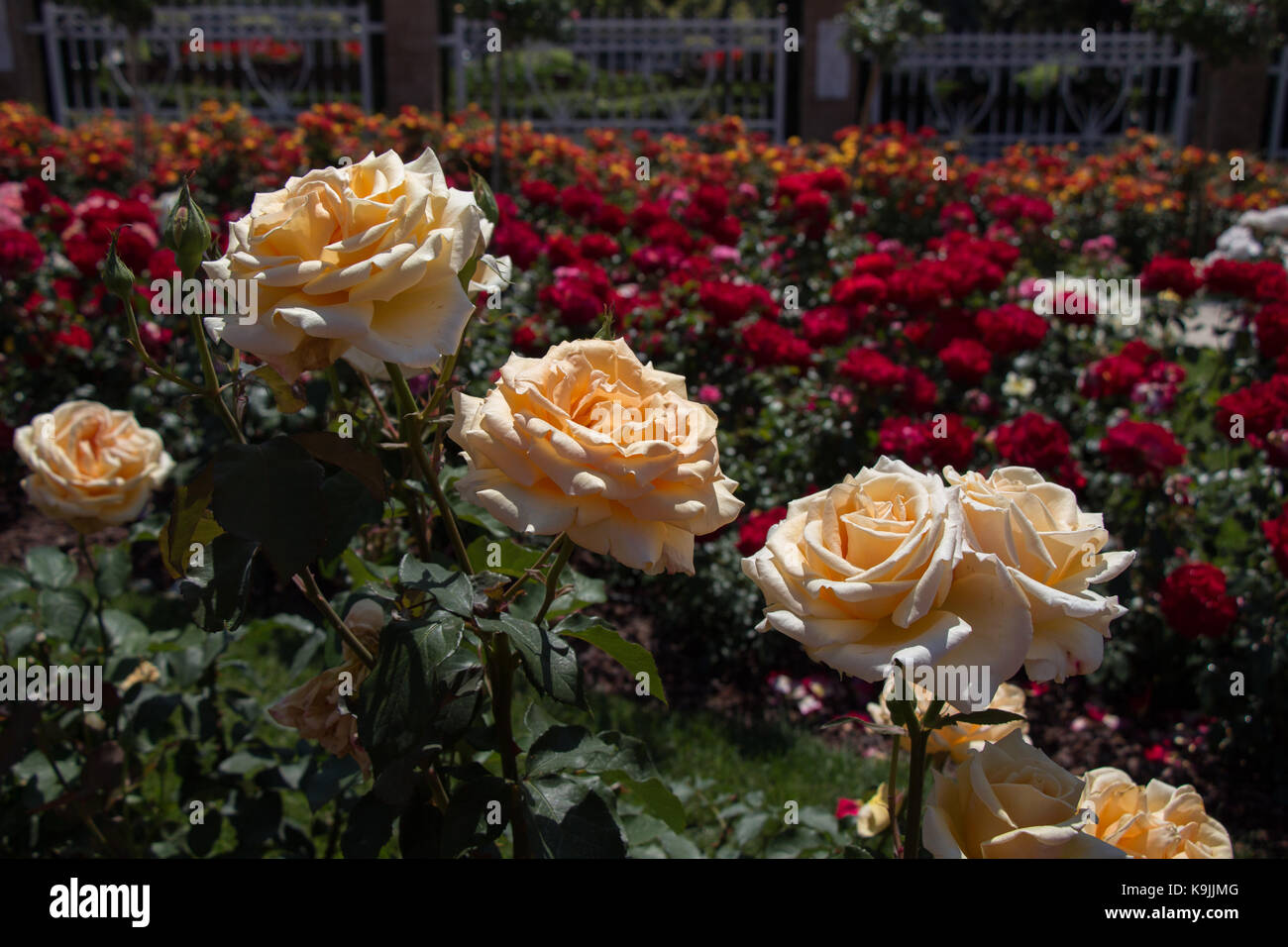 Rose garden full of beautiful fresh roses Stock Photo - Alamy