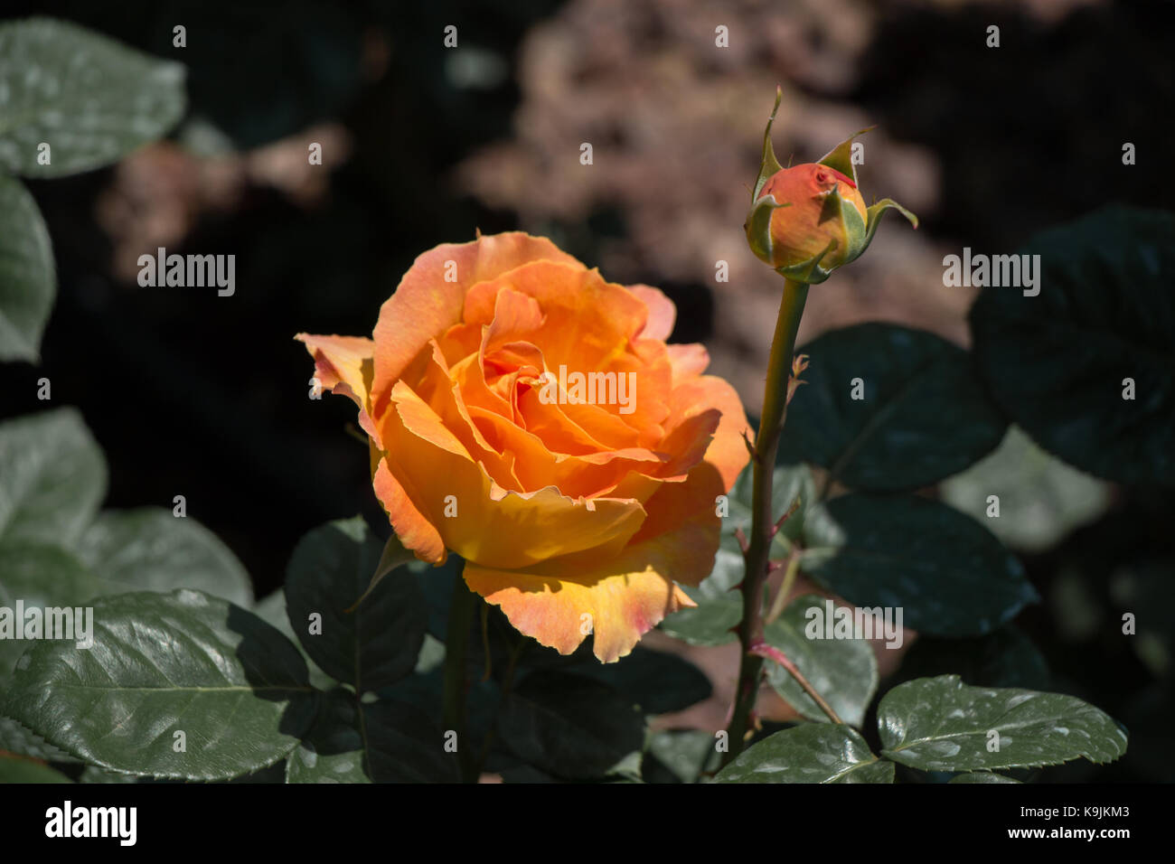 Beautiful colorful Rose Flower on garden background Stock Photo - Alamy