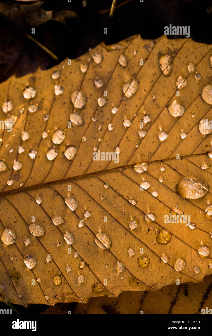 Beautiful dry leaves on as an autumn background Stock Photo - Alamy