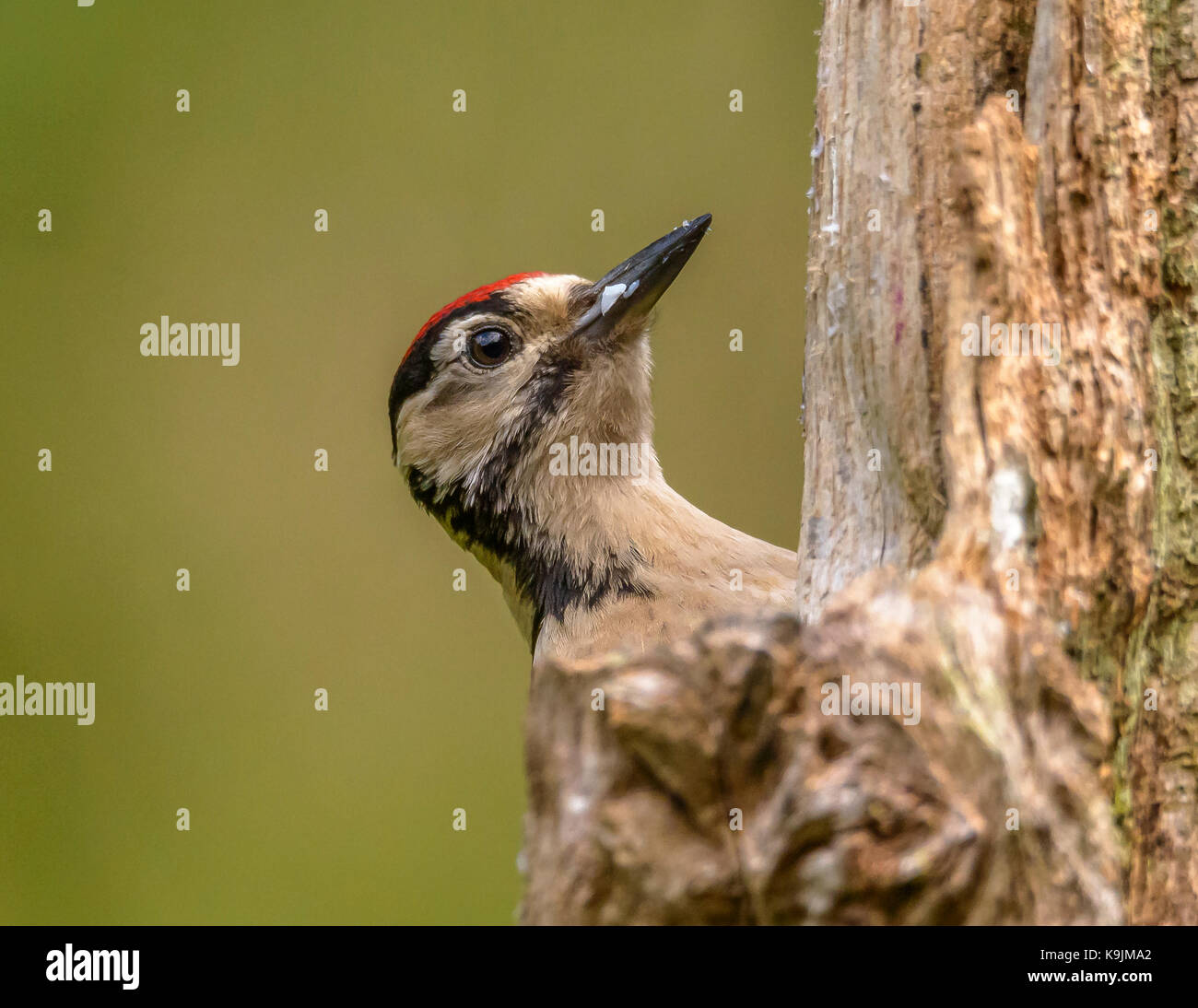 Great Spotted Woodpecker Ringford/ Galloway Forest park/ Scotland/ UK ...
