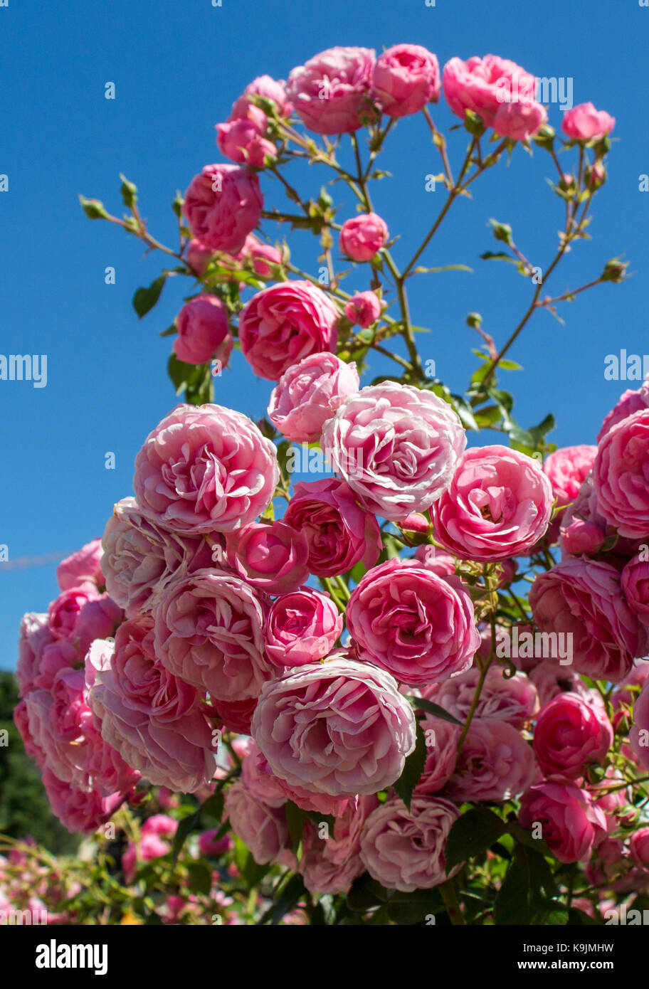 Beautiful colorful roses in a rose garden Stock Photo - Alamy