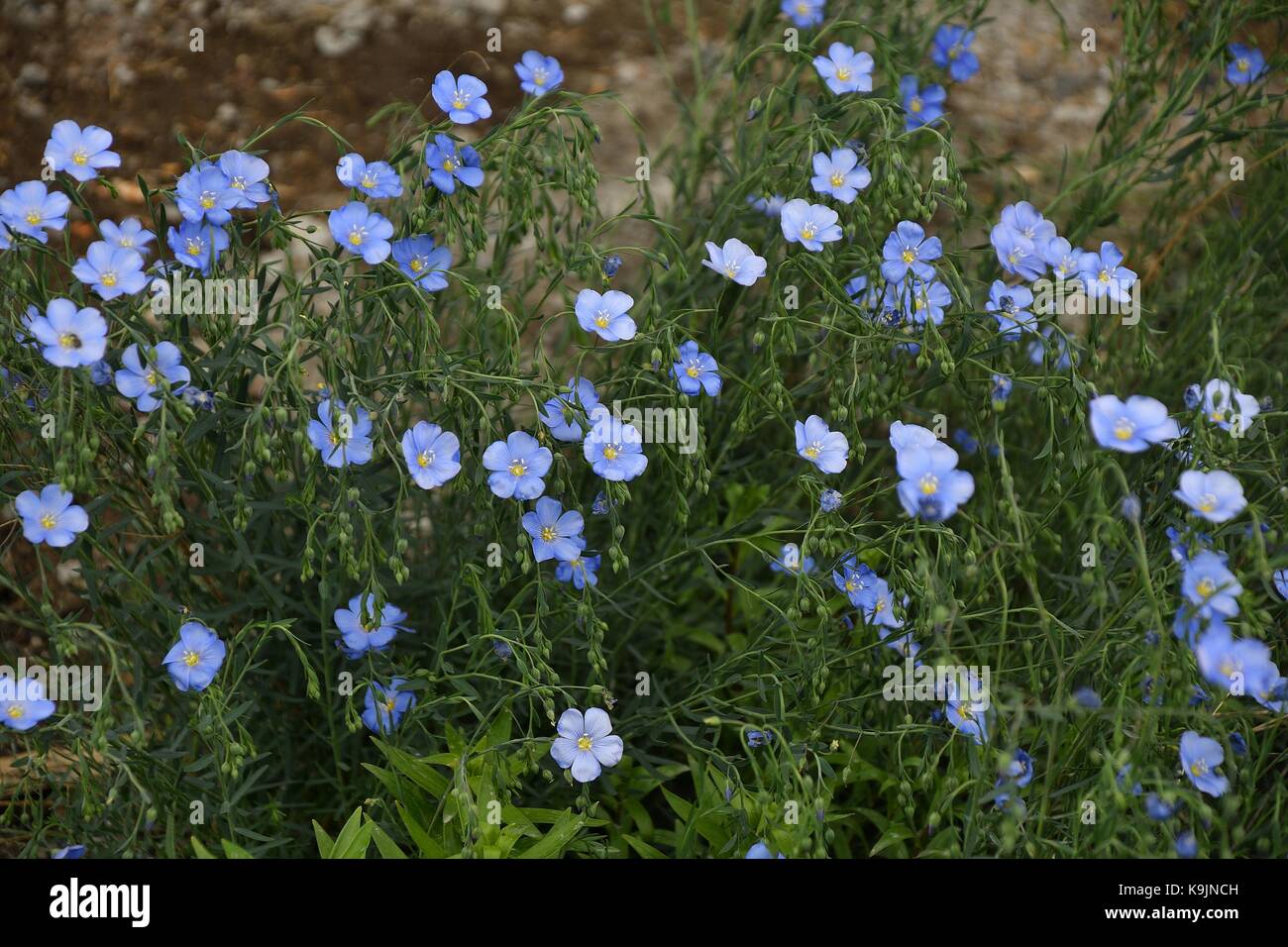 Swinging flowers in the wind hi-res stock photography and images - Alamy
