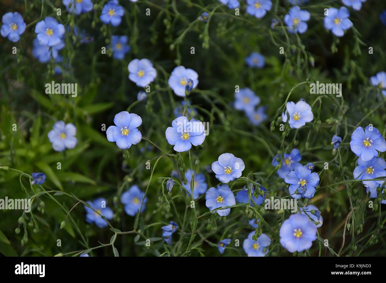 Swinging flowers in the wind hi-res stock photography and images - Alamy
