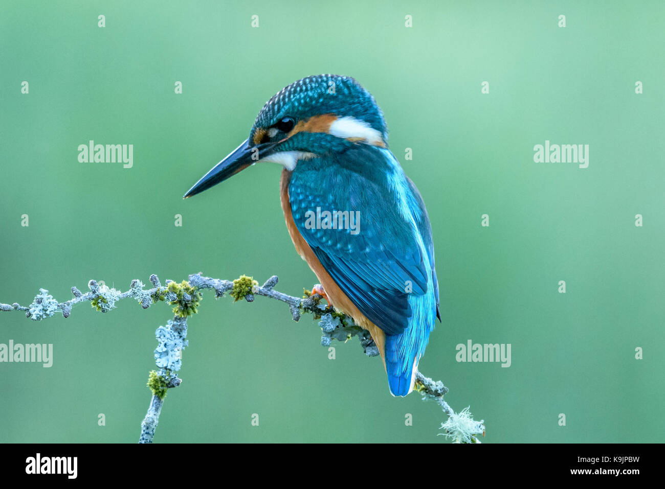 Perch Kingfisher Ringford/ Galloway Forest Park/ Western Scotland/ UK ...