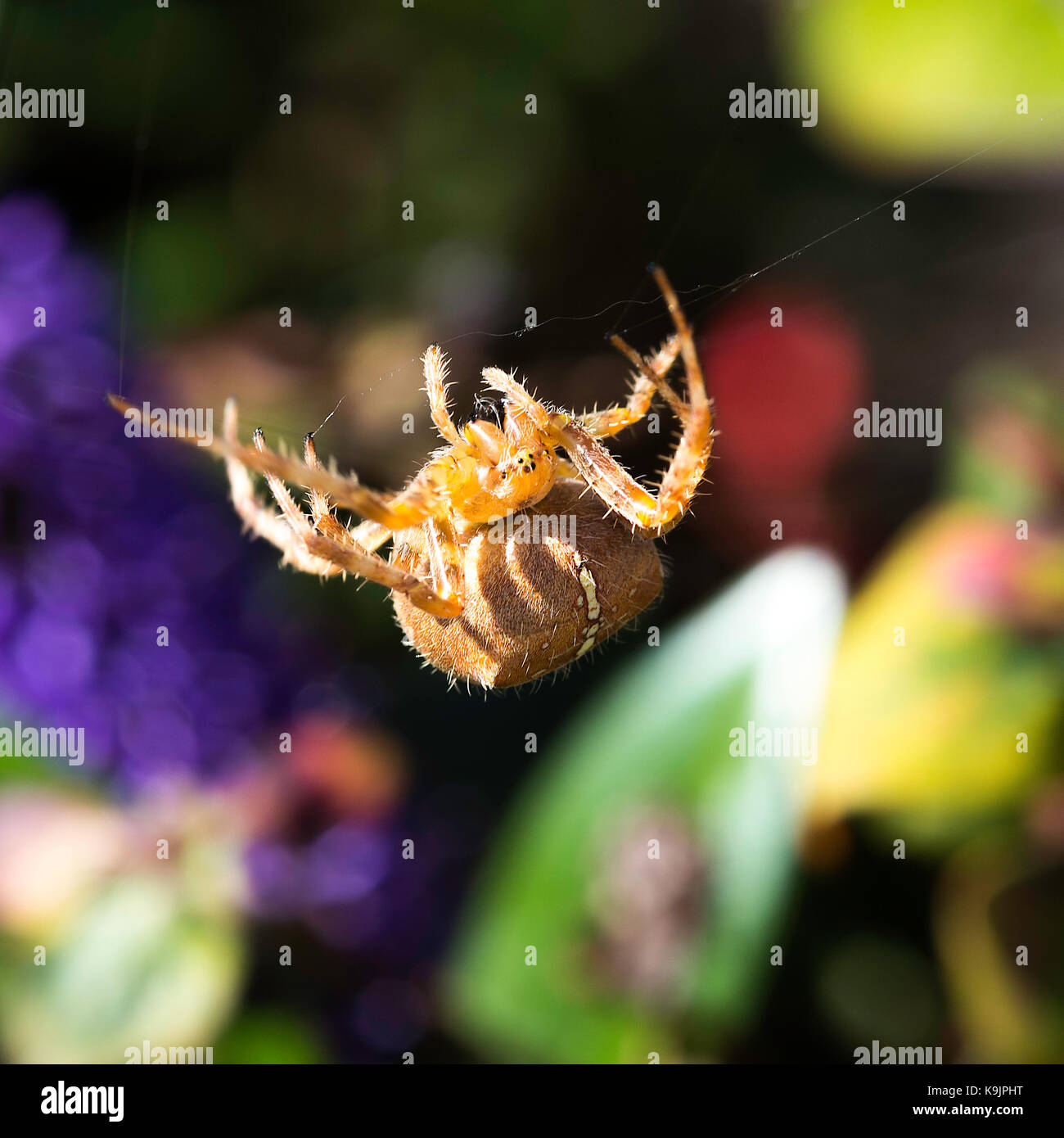 Spider life cycle hi-res stock photography and images - Alamy