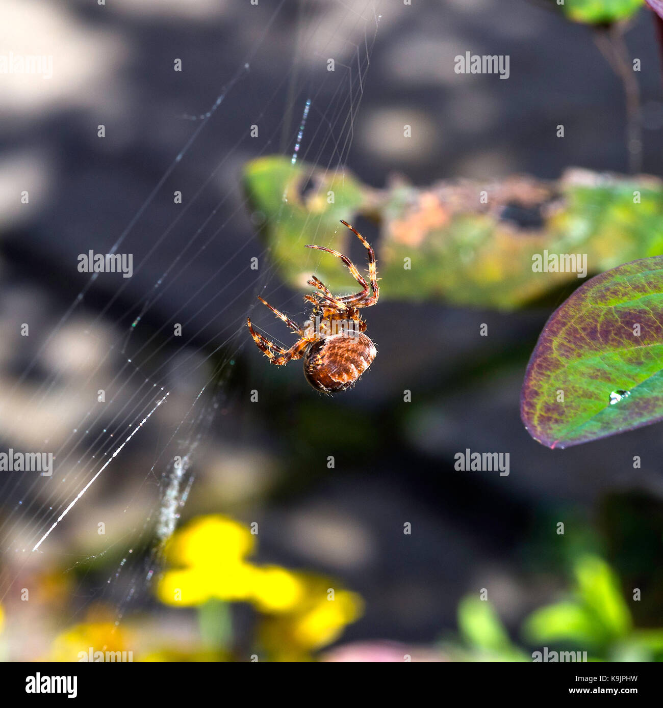 A Large European Garden Spider Closeup in its Web in a Small Shrub in a ...