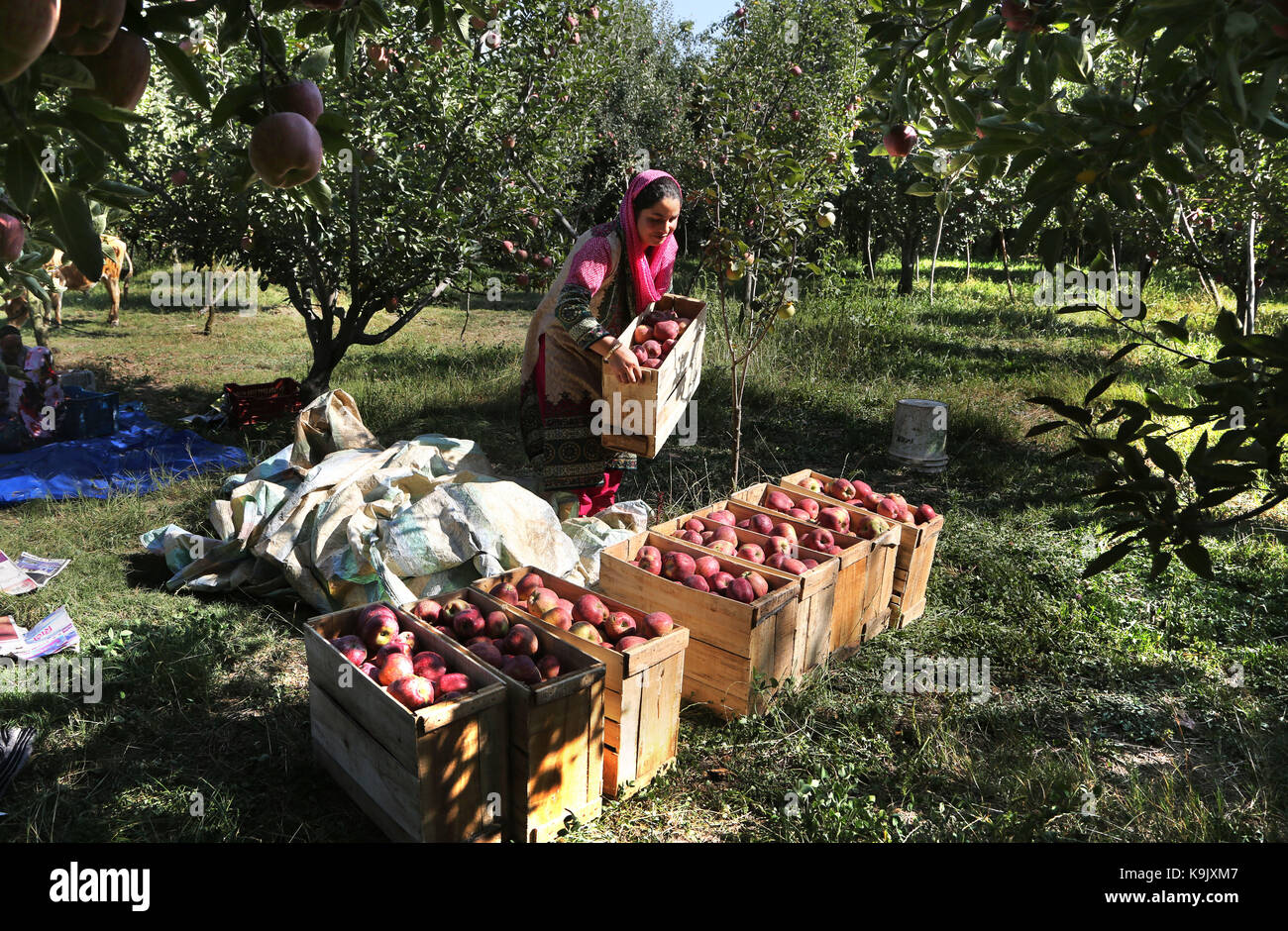 Kashmir Apple High Resolution Stock Photography and Images - Alamy