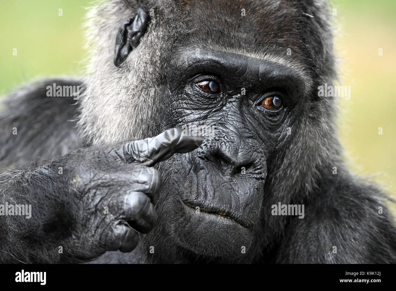 Berlin, Germany. 23rd Sep, 2017. Fatou the gorilla, the oldest gorilla ...