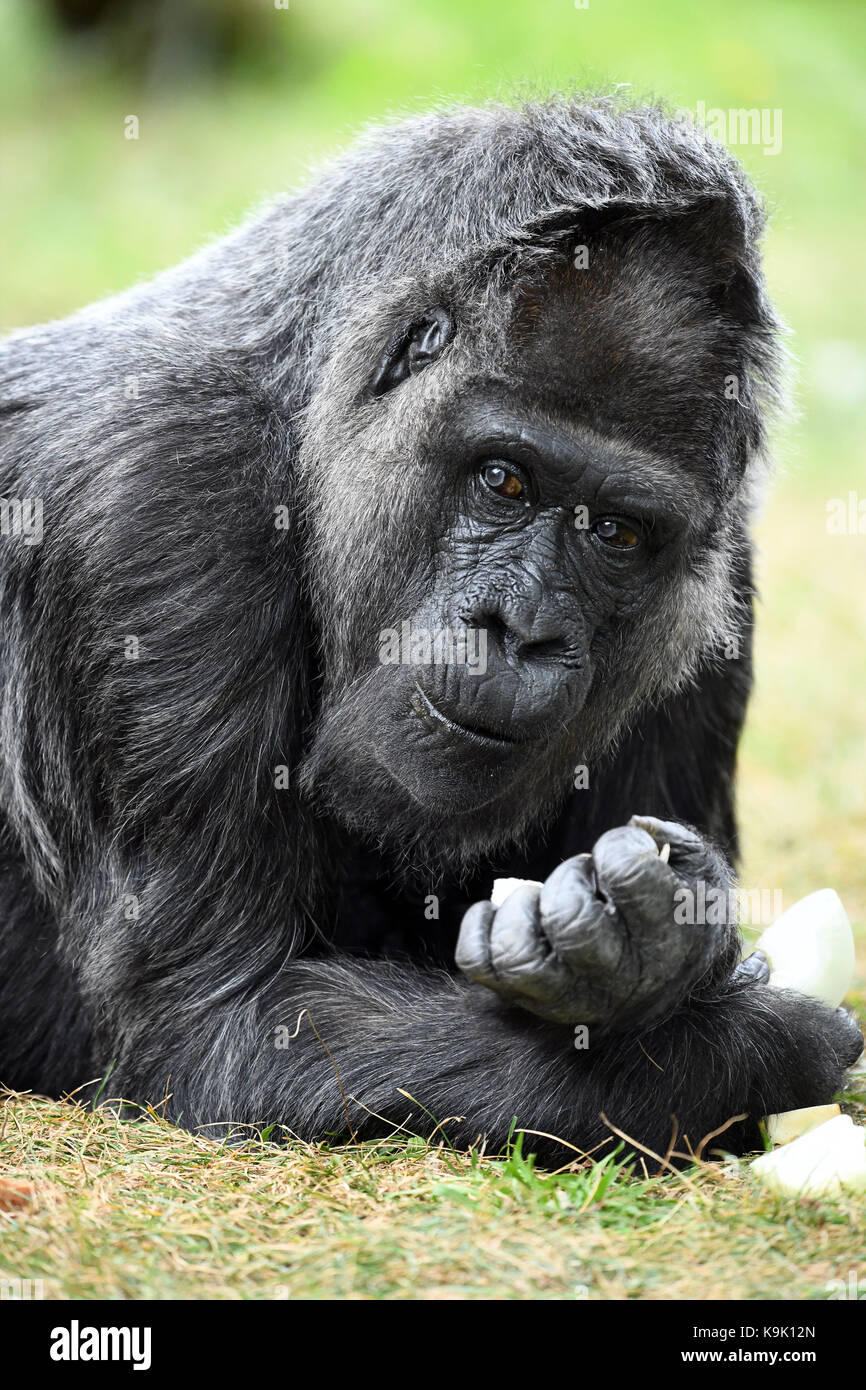 Berlin, Germany. 23rd Sep, 2017. Fatou the gorilla, the oldest gorilla ...