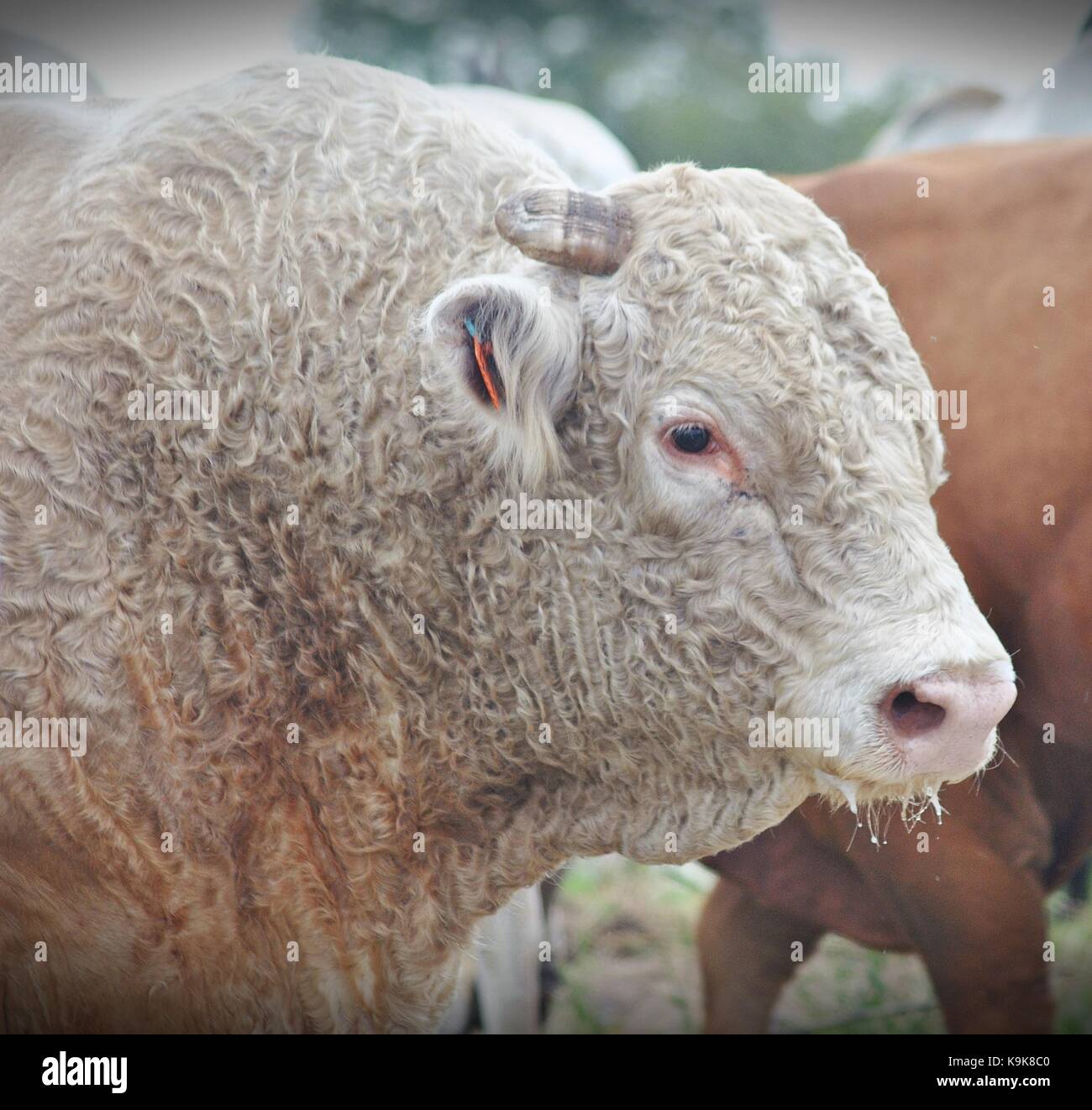 A portrait of a Charolais Bull Stock Photo - Alamy