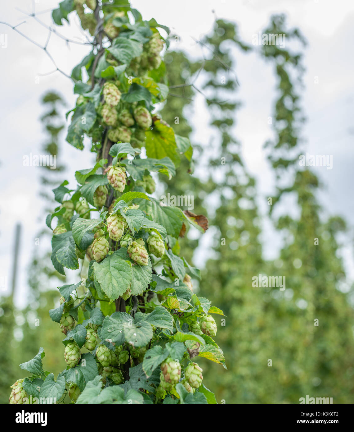 Hops yard. Hops plants climbing of special supported strings or wires ...