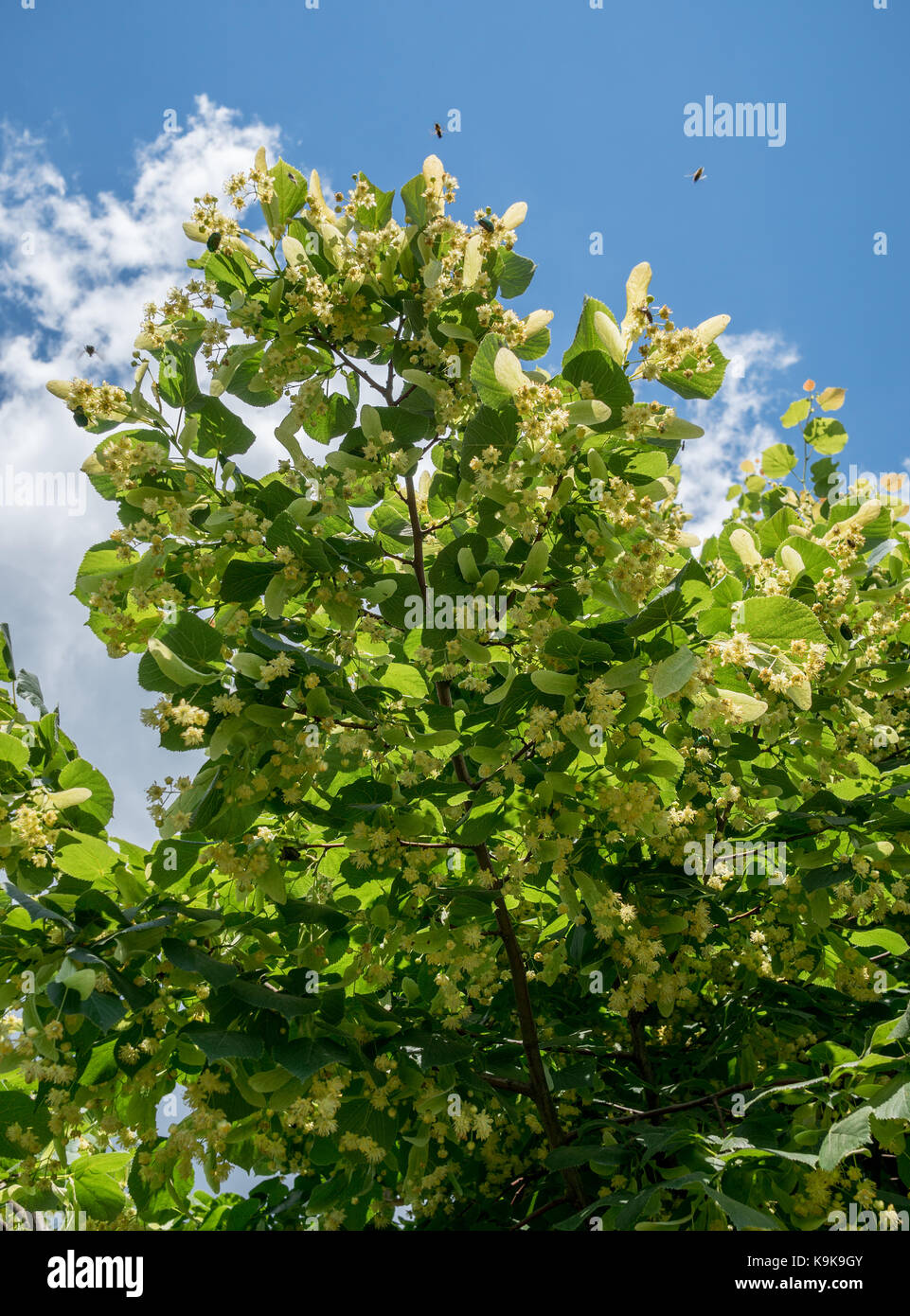 Linden tree in blossom. Nature background Stock Photo - Alamy