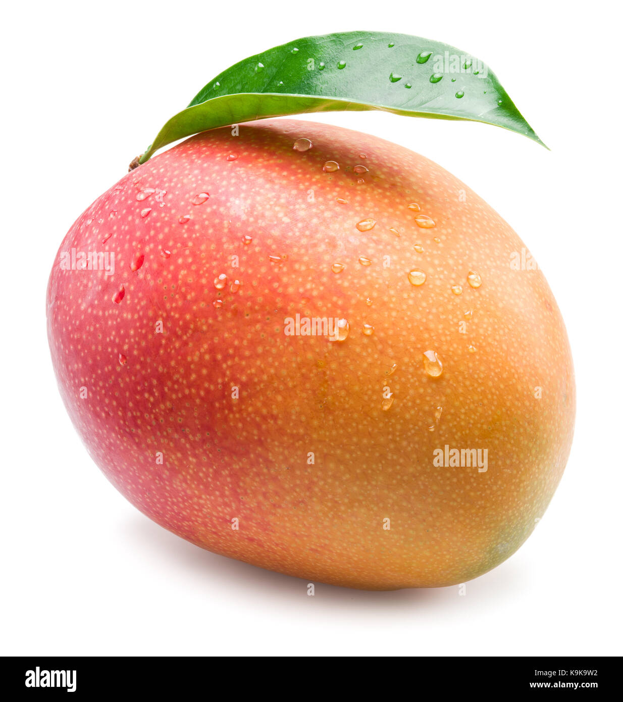 Mango fruit with water drops. Isolated on a white background Stock ...