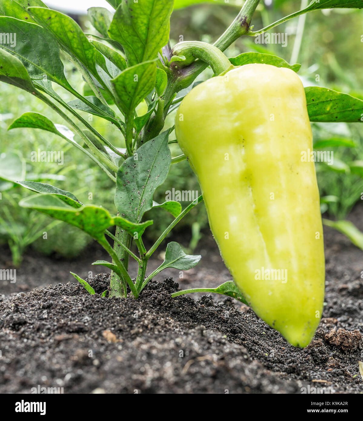 Bell pepper or sweet pepper plant in the garden Stock Photo - Alamy