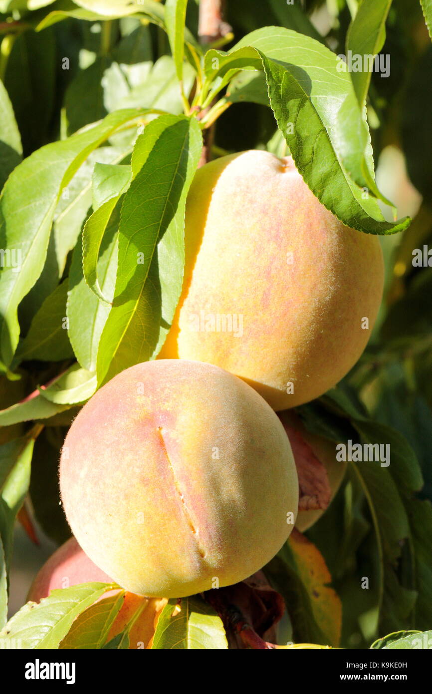 Melocotones hi-res stock photography and images - Alamy