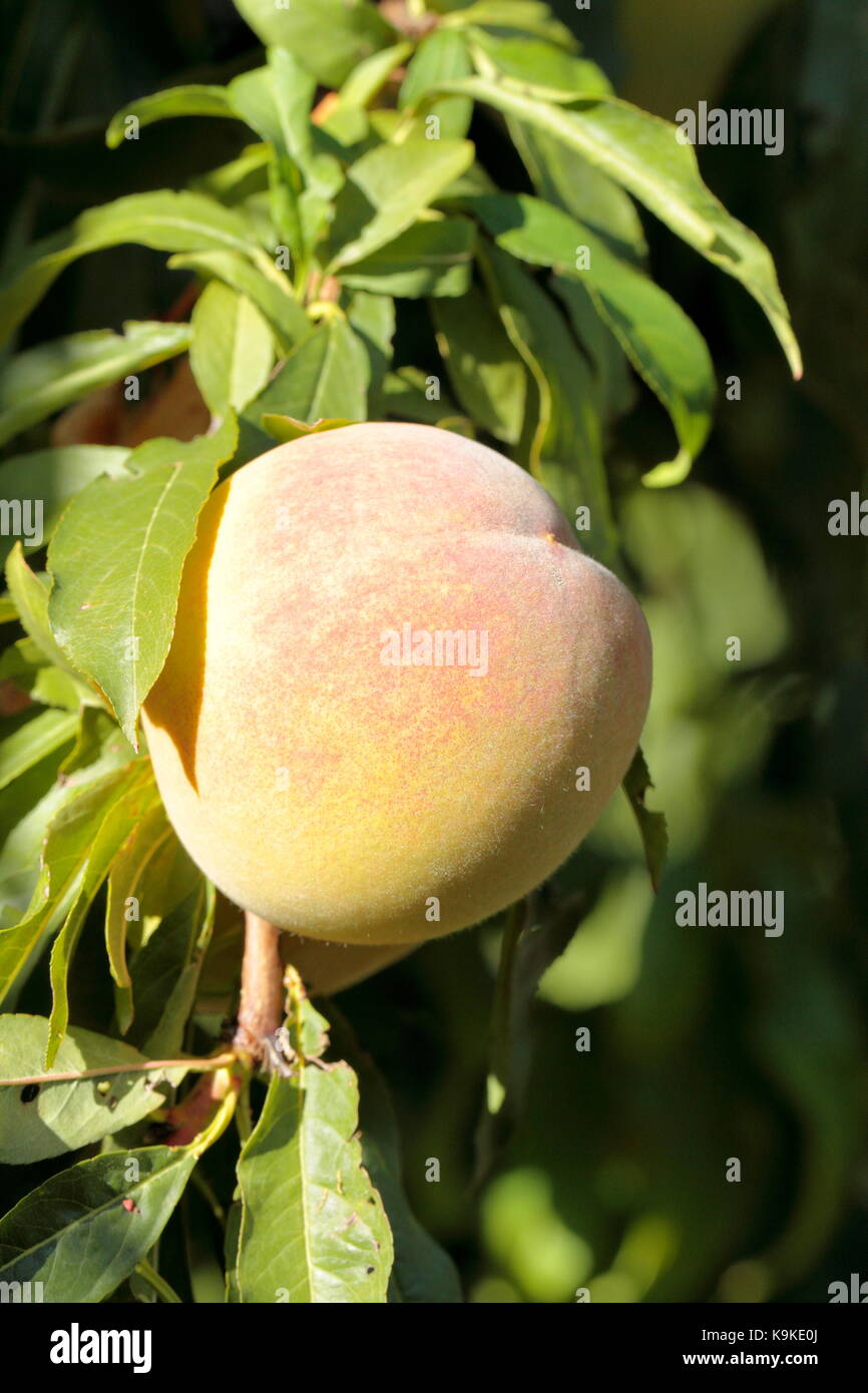 Melocotones hi-res stock photography and images - Alamy