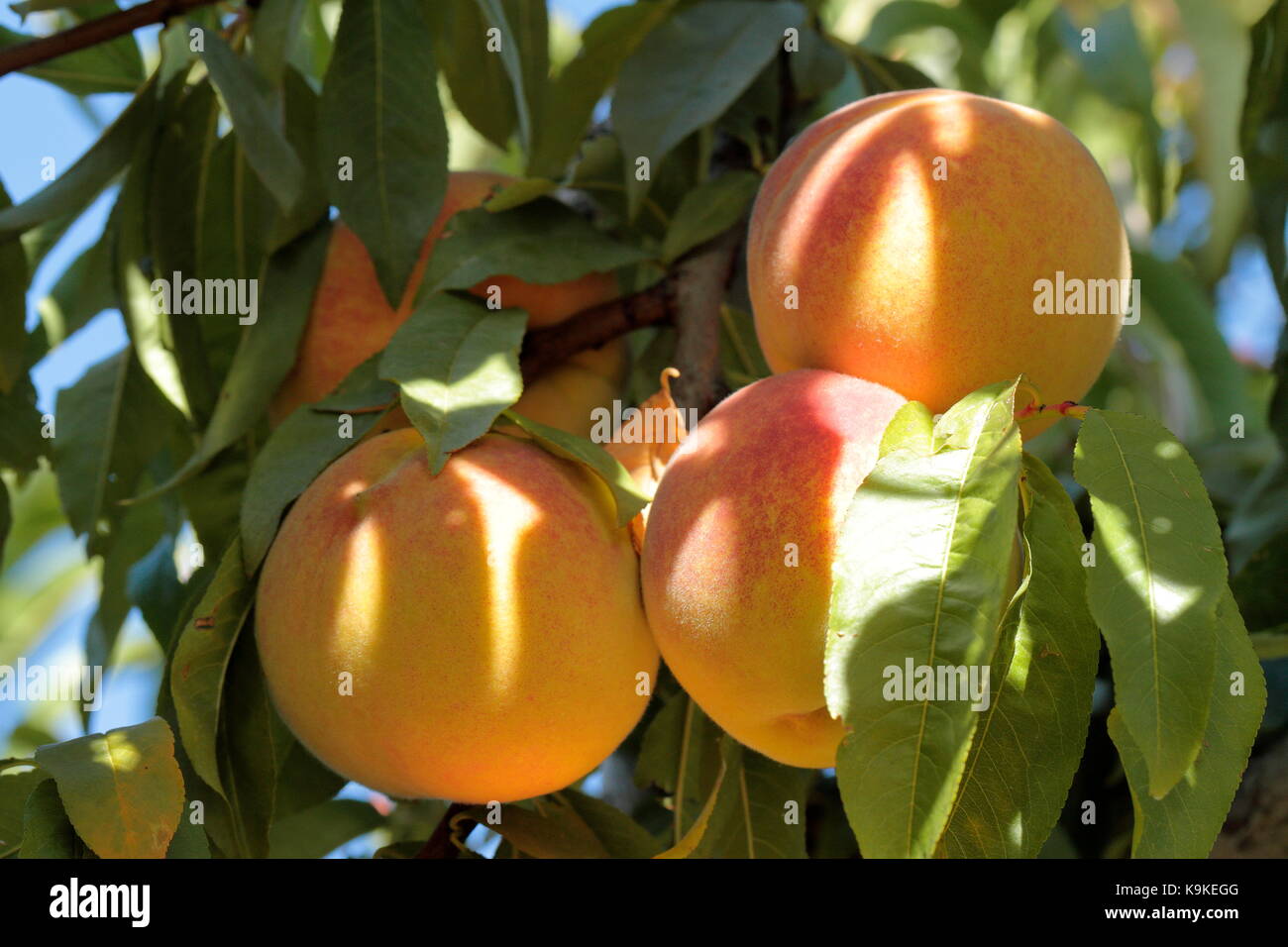 Melocotones hi-res stock photography and images - Alamy